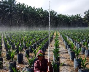 Irrigation Project - PT Mitra Atedaselaras